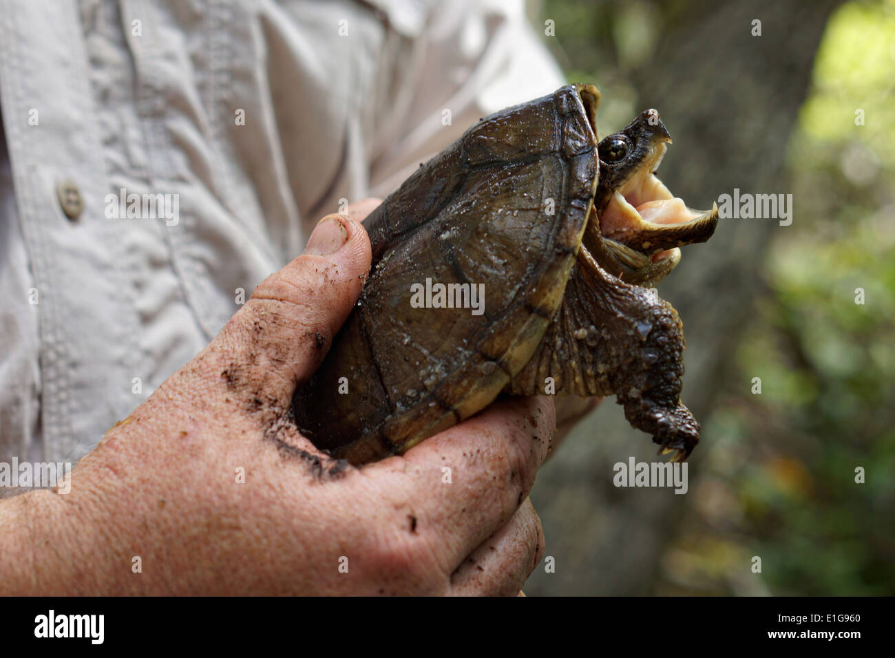 Common snapping turtle in the hands of a fish and wildlife ...