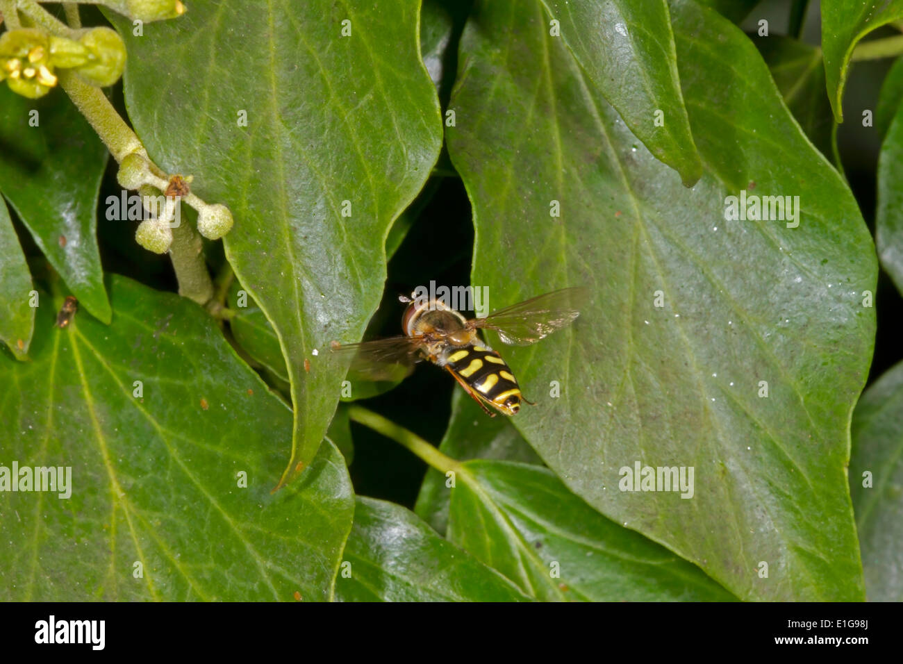 Eupeodes hi-res stock photography and images - Alamy