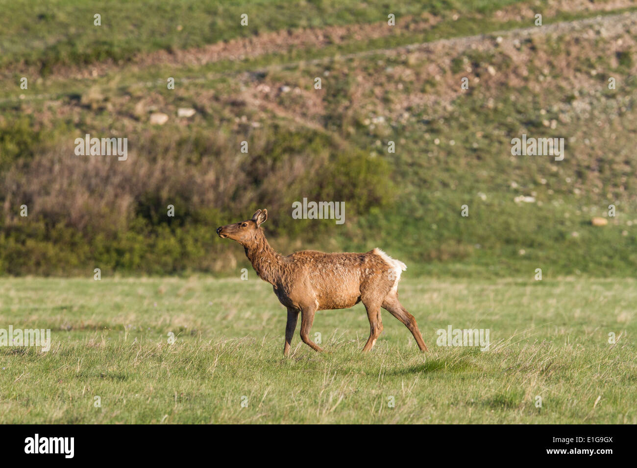 With its rich brown colors hi-res stock photography and images - Alamy