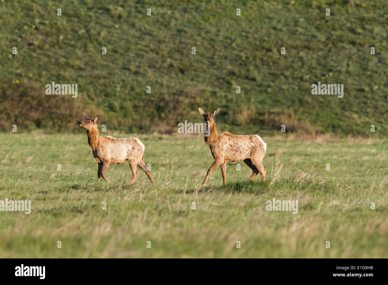 With its rich brown colors hi-res stock photography and images - Alamy