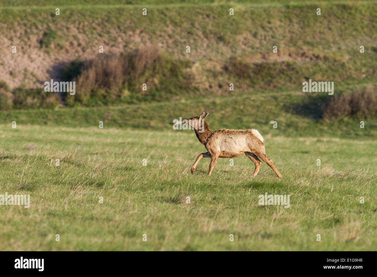 With its rich brown colors hi-res stock photography and images - Alamy
