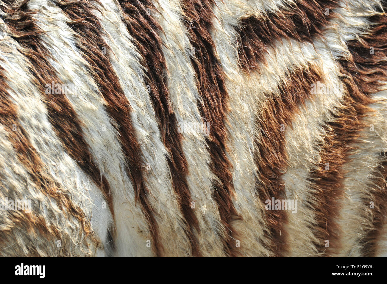 Animal print zebra stripes hi-res stock photography and images - Alamy
