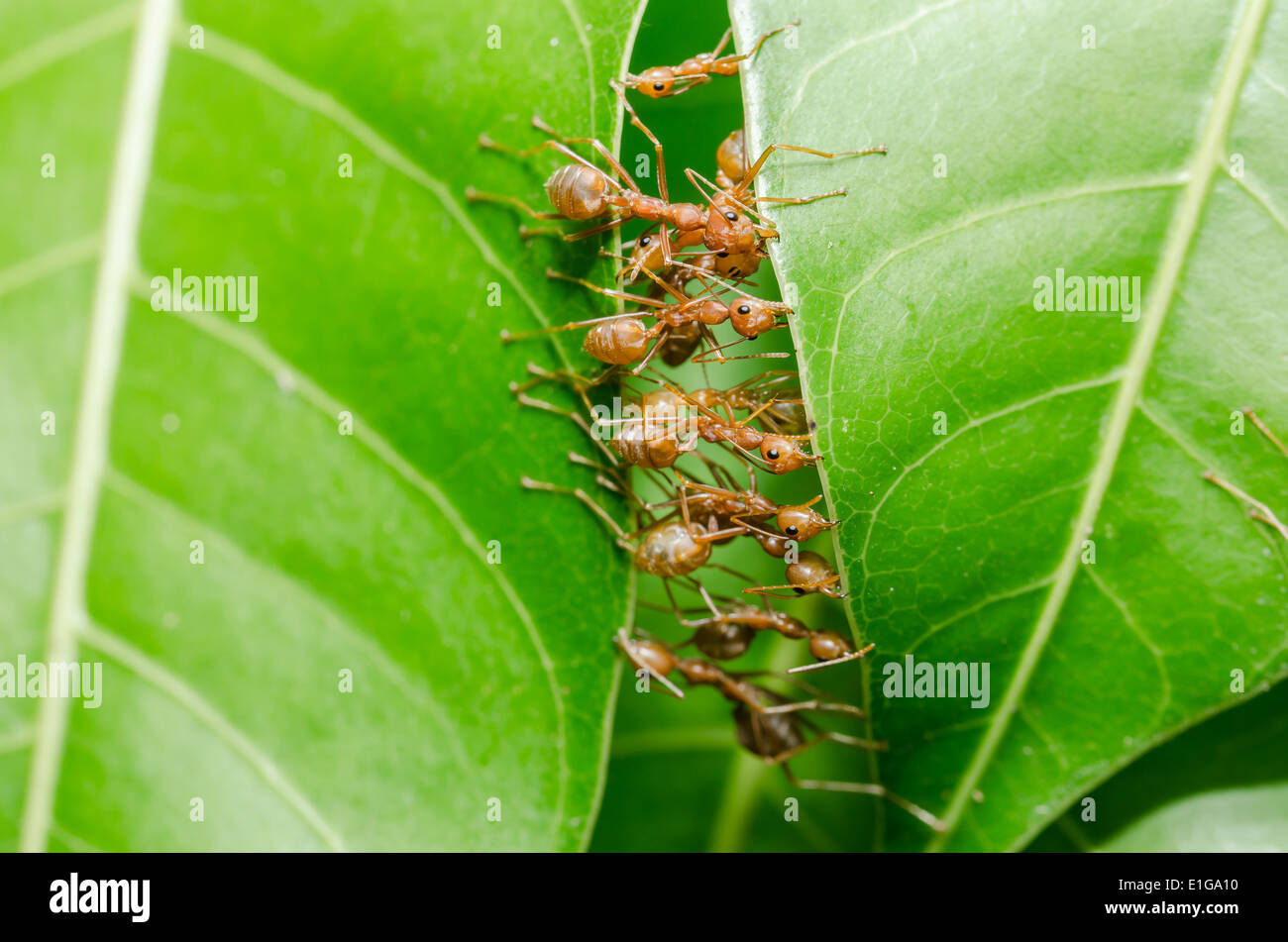 Red ants build home in teamwork power concept Stock Photo - Alamy