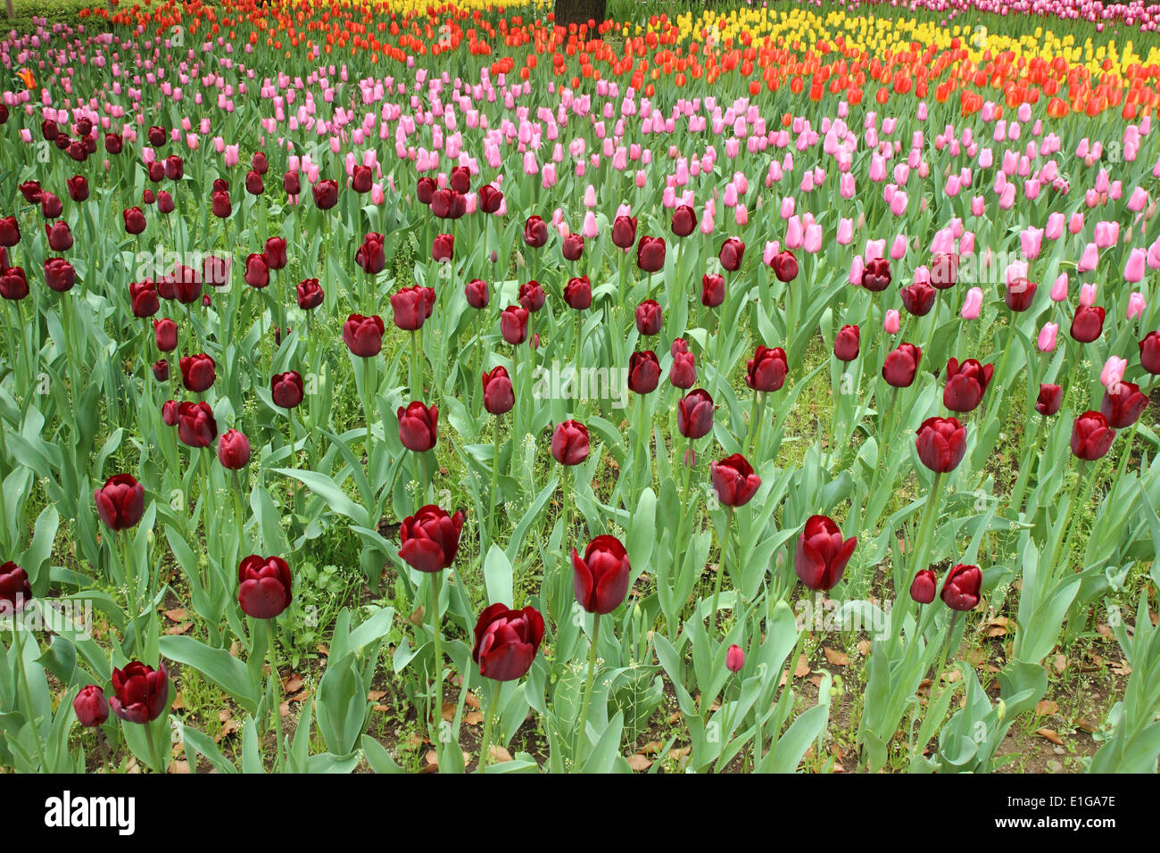 Fresh and beautiful hi-res stock photography and images - Alamy