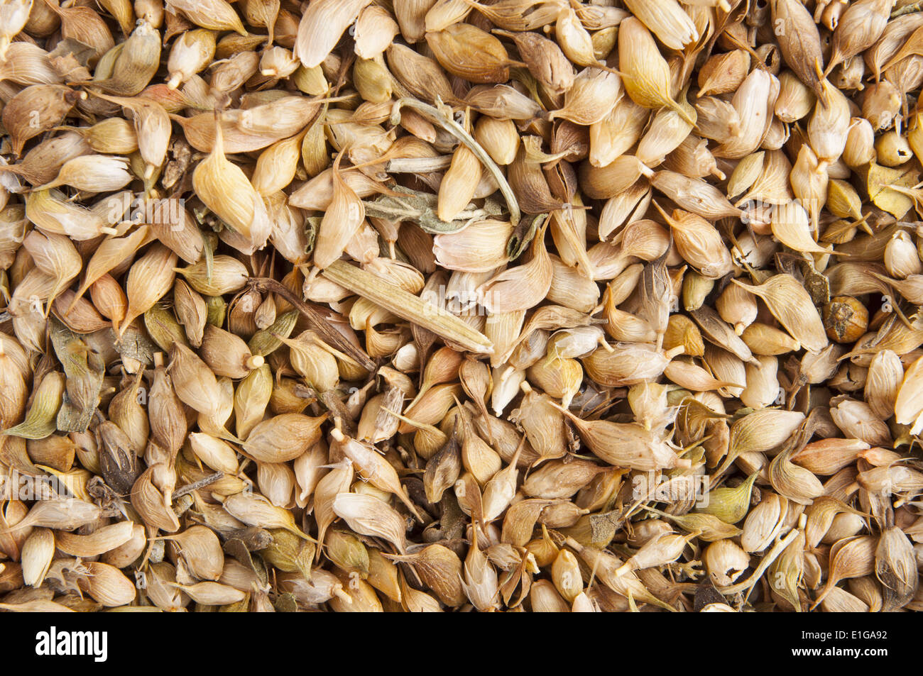 Utsho Suneli High Resolution Stock Photography and Images - Alamy