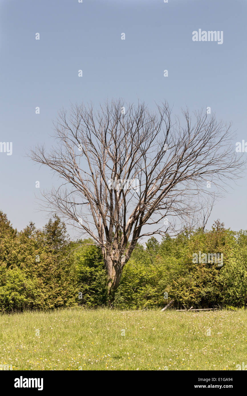 Dead trees and branches hi-res stock photography and images - Alamy