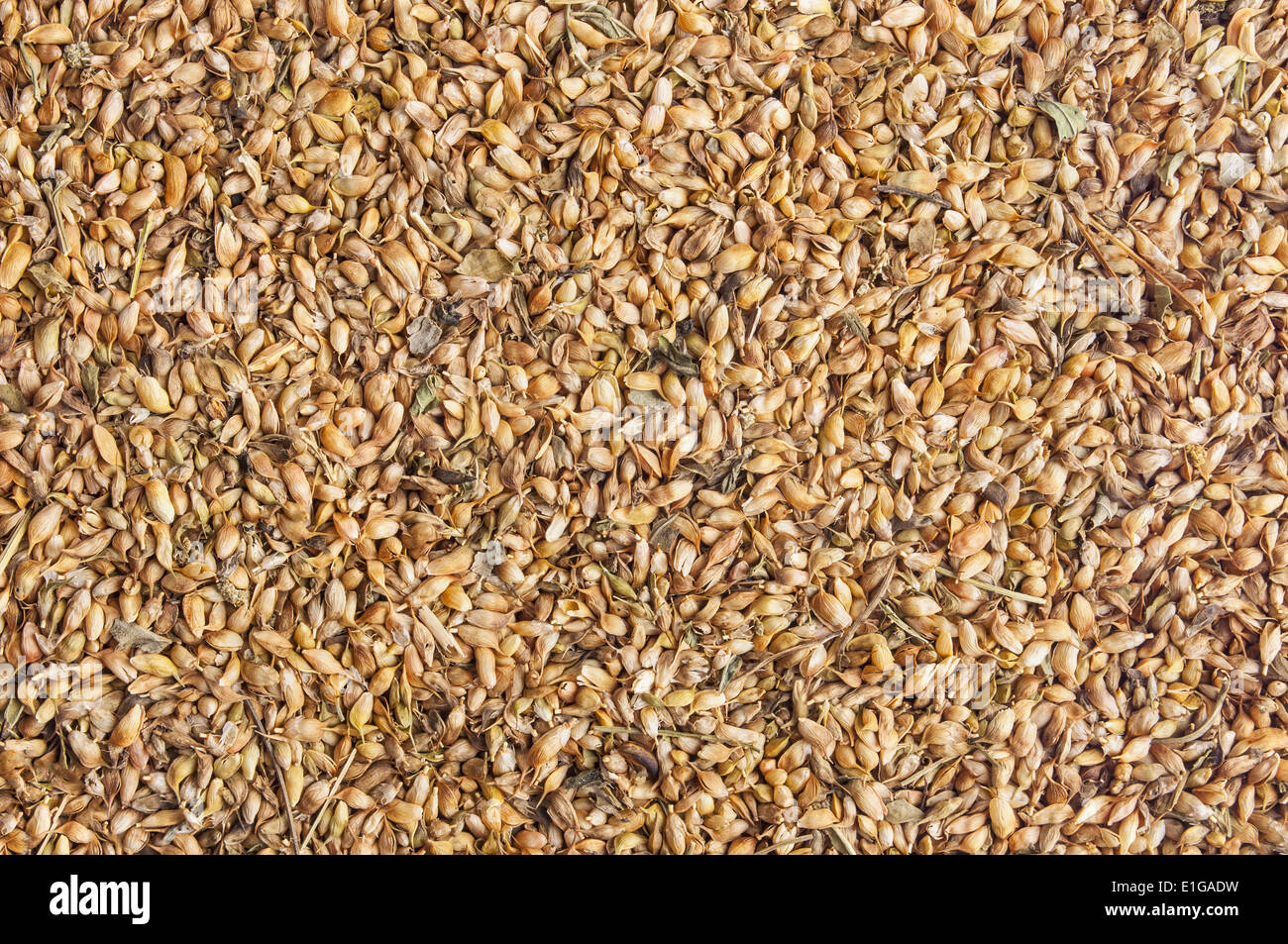 utsho suneli seeds background Stock Photo - Alamy