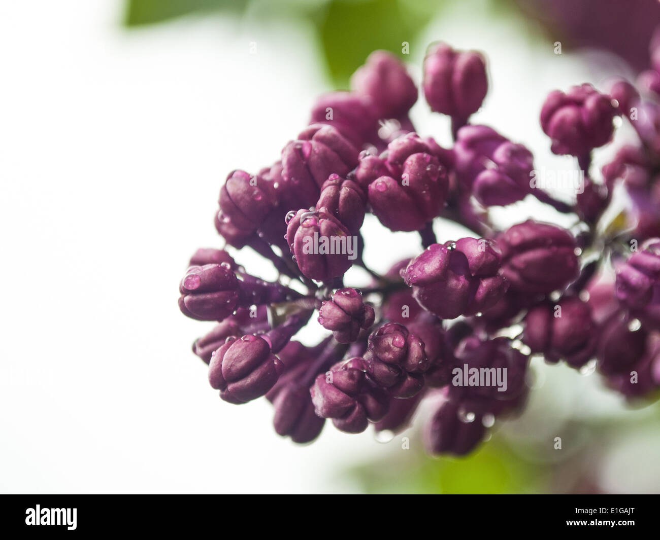 Lilacs tree flower hi-res stock photography and images - Alamy