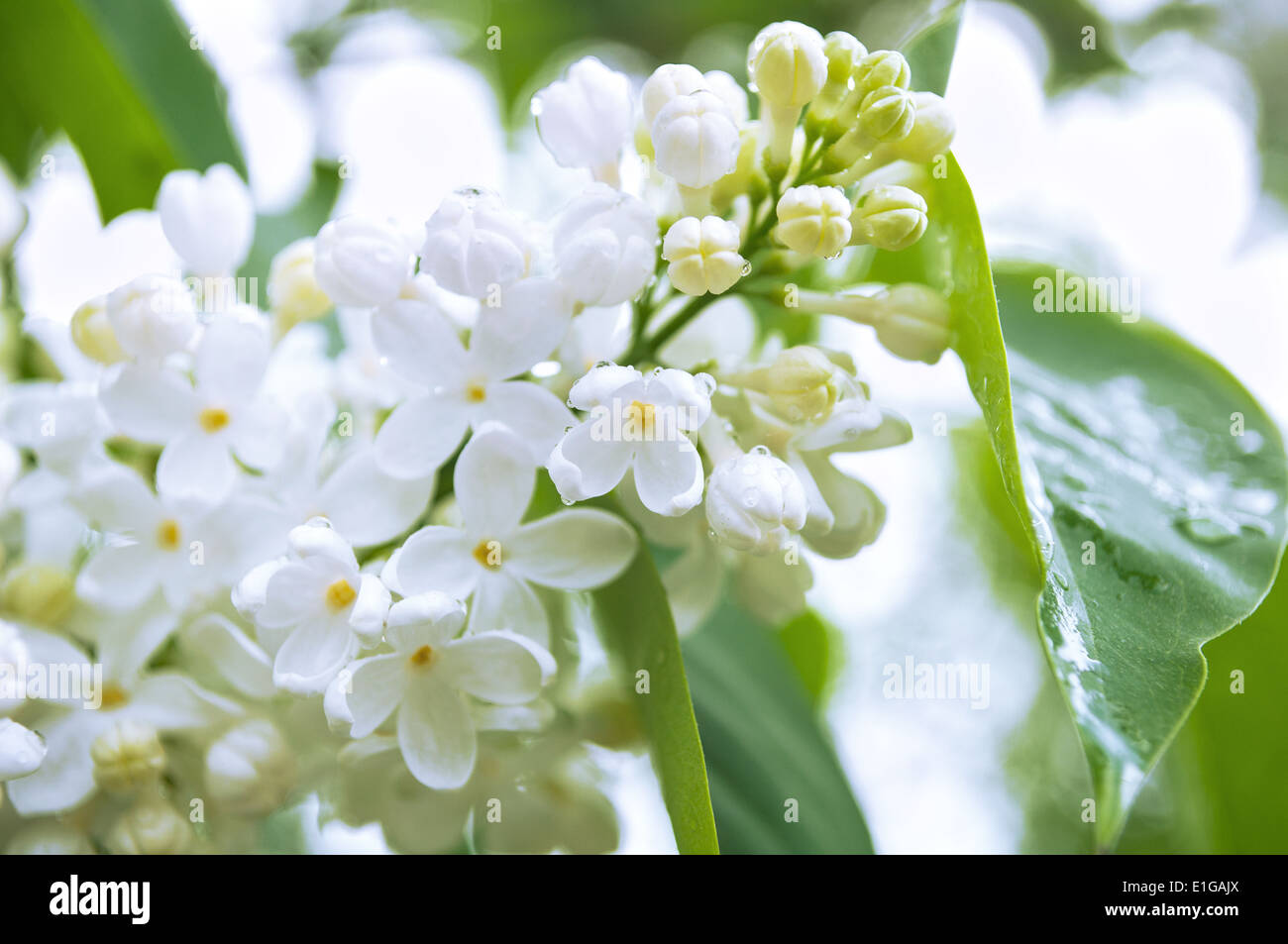 Lilacs tree flower hi-res stock photography and images - Alamy