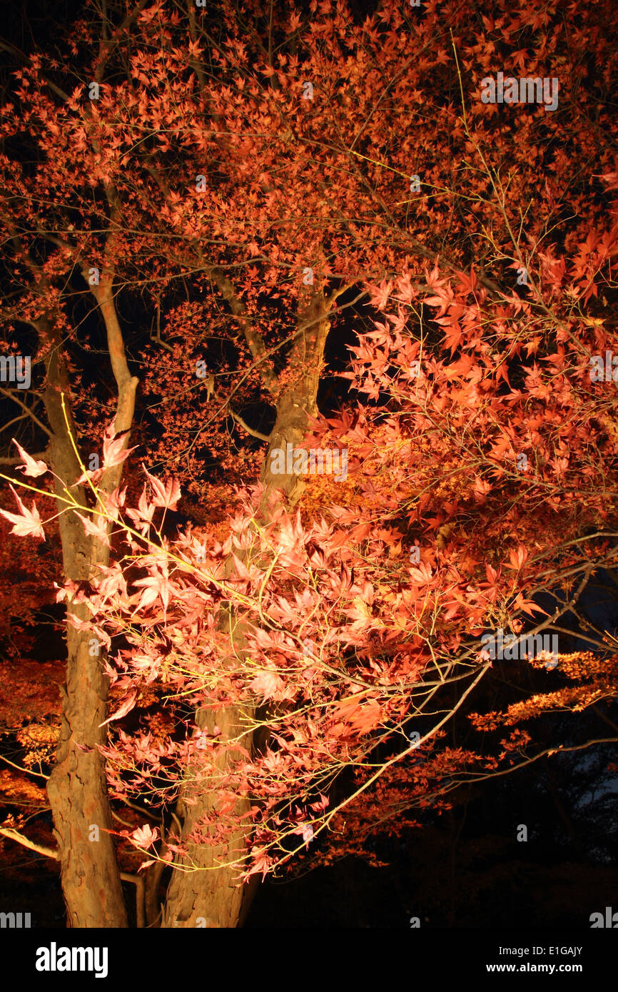 night Japanese red maple tree background , Saitama, Japan Stock Photo ...