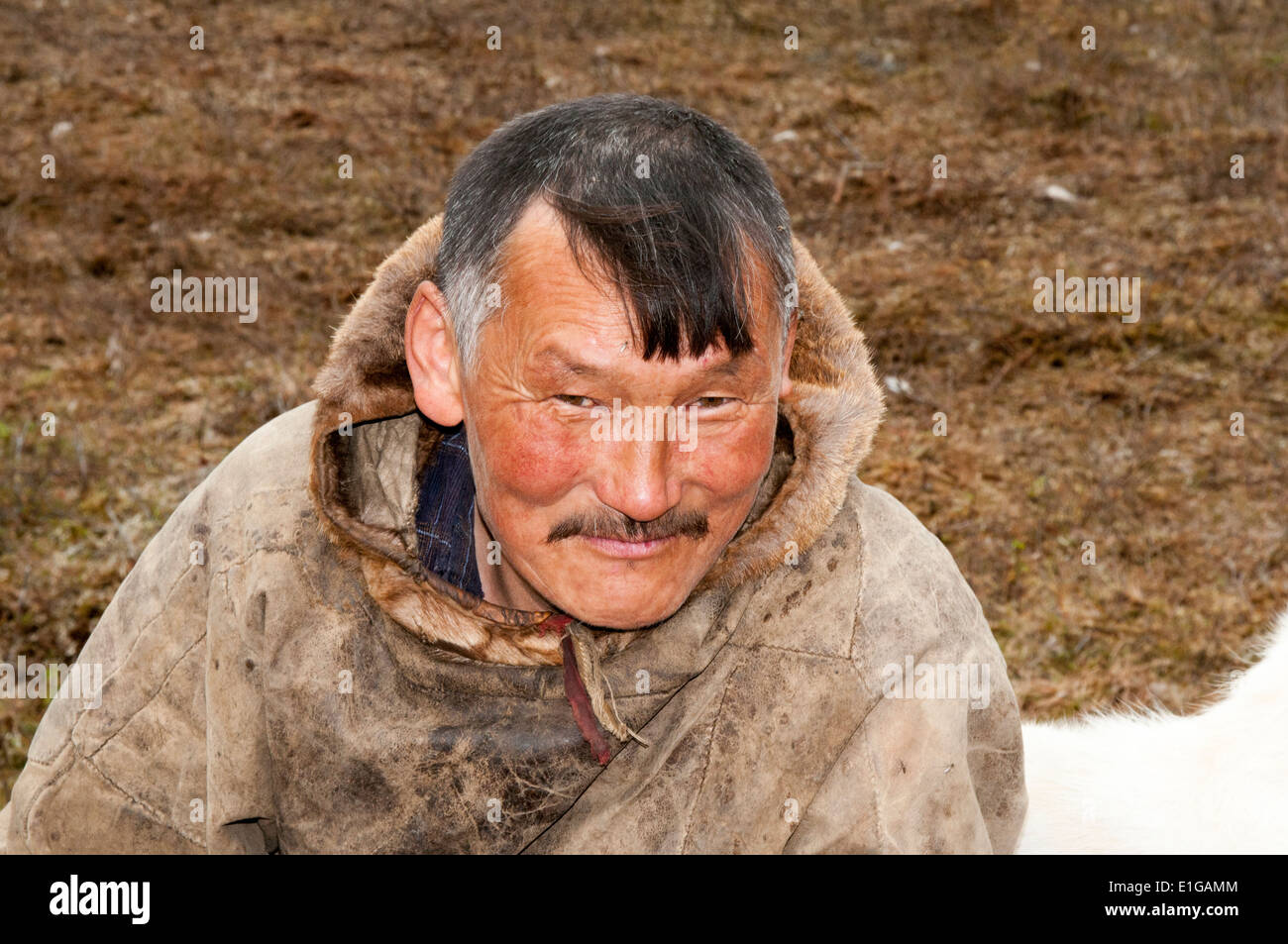 Reindeer herders camp of the nomadic Nenets people in the Russian ...