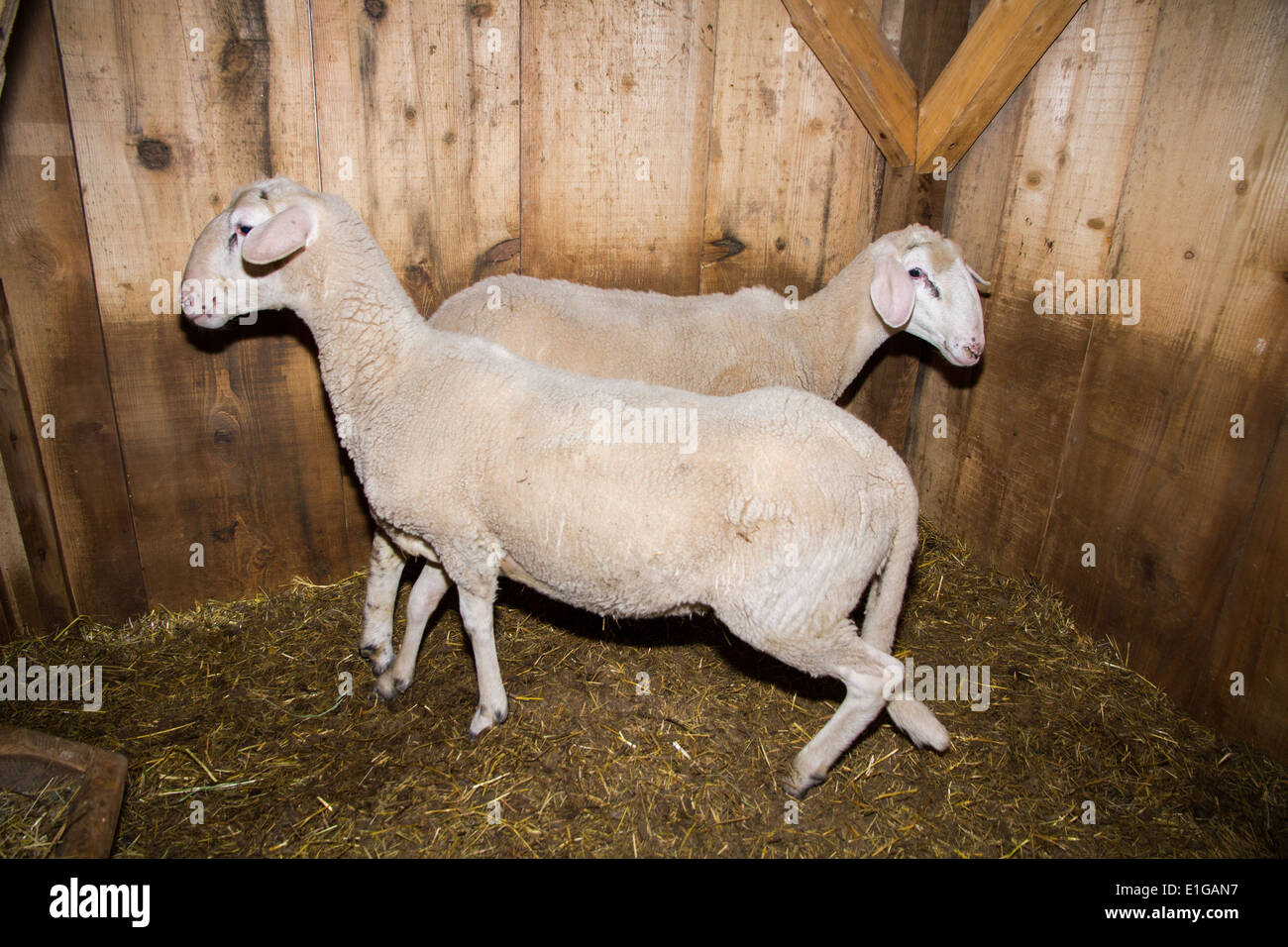 Sheared sheep hi-res stock photography and images - Alamy