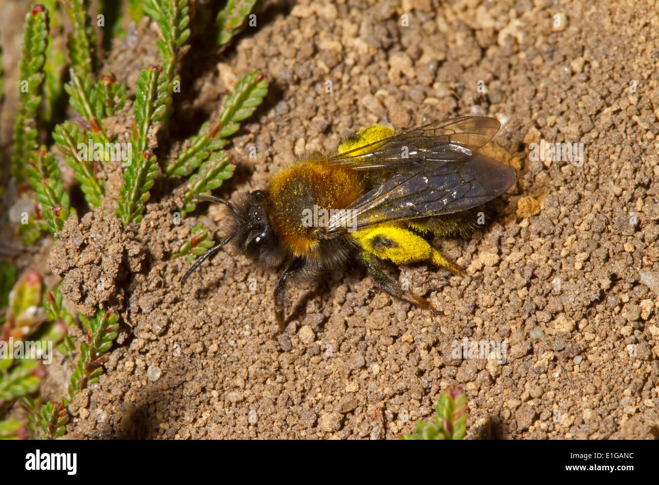 Mining bees hi-res stock photography and images - Alamy