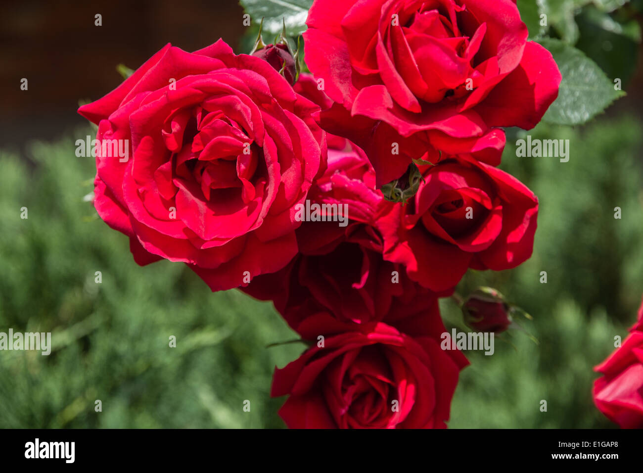 Beautiful red blooms hi-res stock photography and images - Alamy