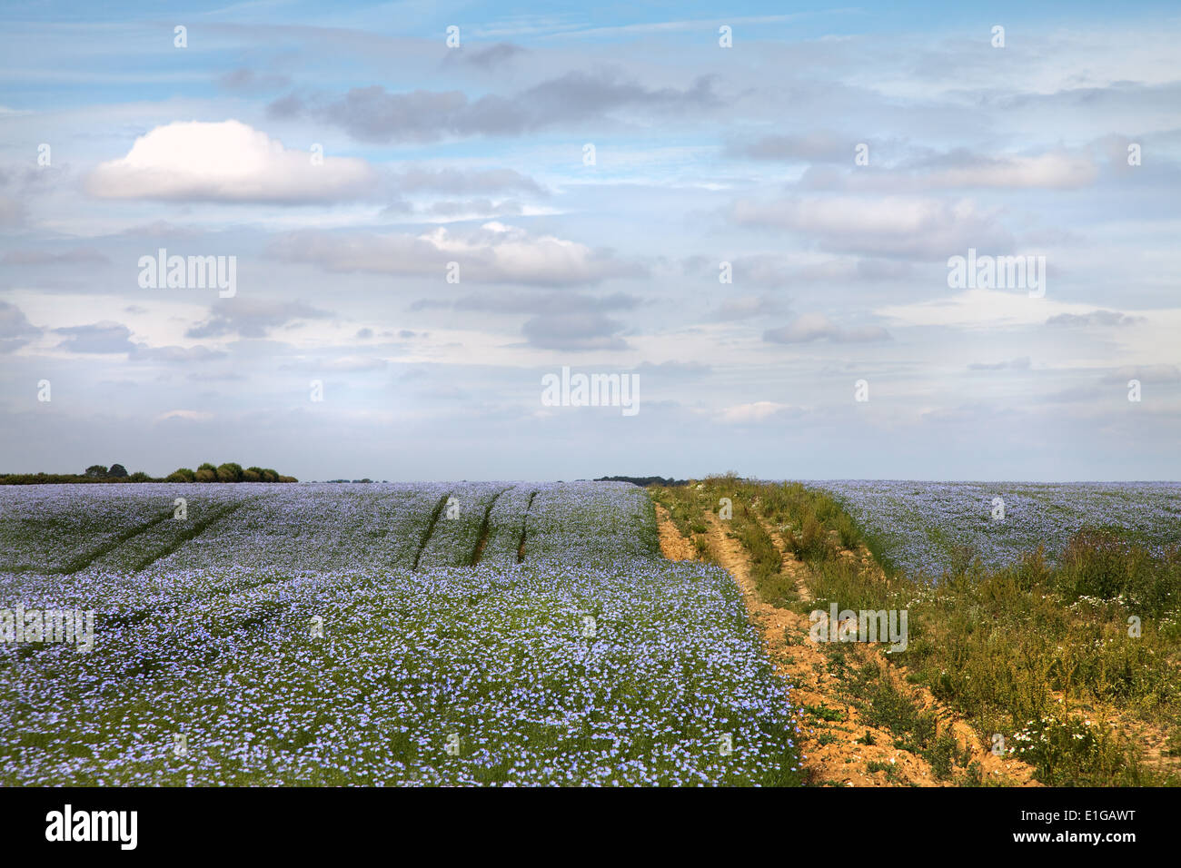 Flax fields uk hi-res stock photography and images - Alamy