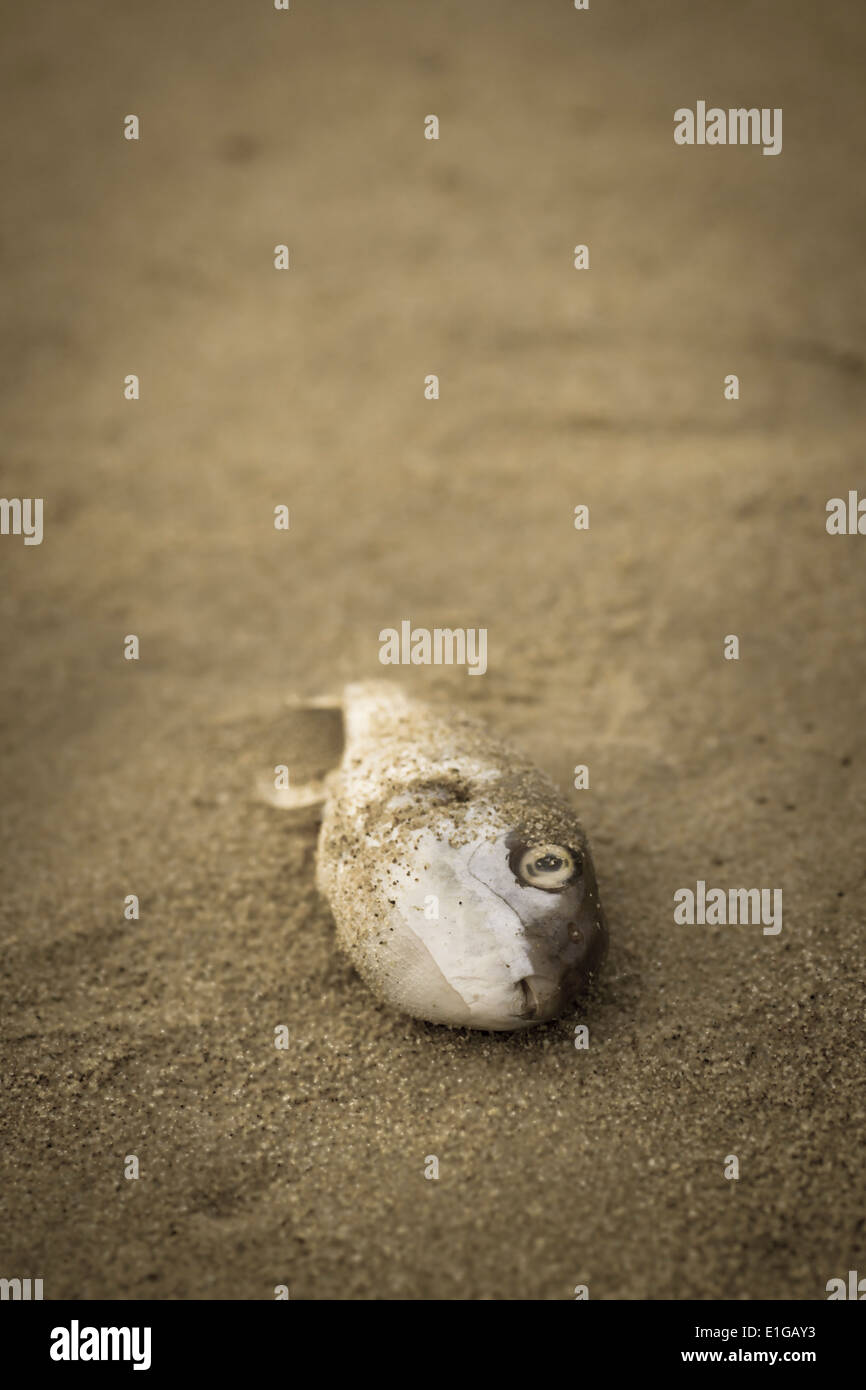 Resource exhaustion hi-res stock photography and images - Alamy