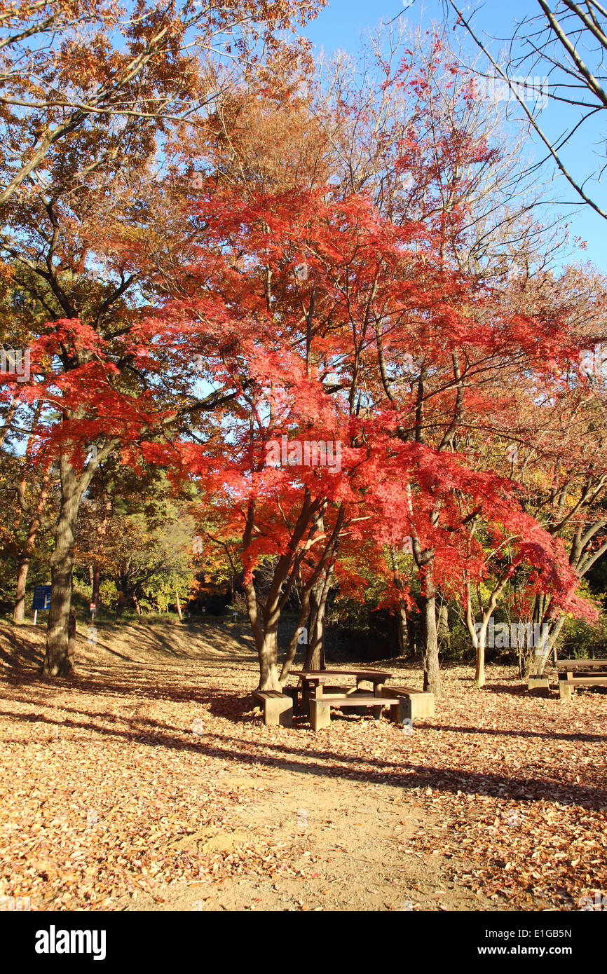 japanese red maple tree background , saitama,Japan Stock Photo - Alamy