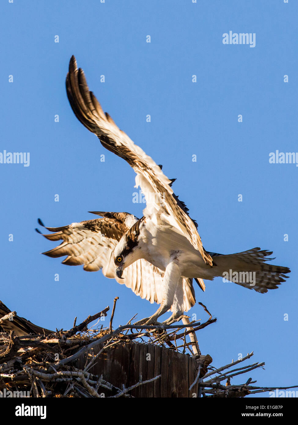 Osprey landing on nest, Pandion haliaetus, sea hawk, fish eagle, river ...