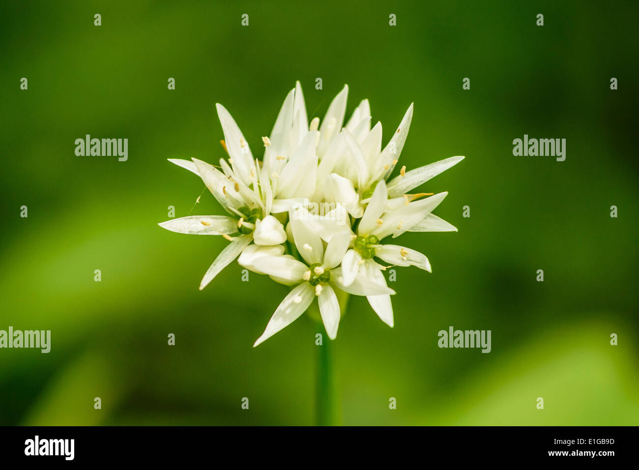 Flower of wild garlic Allium ursinum in woods near Abbeystead ...