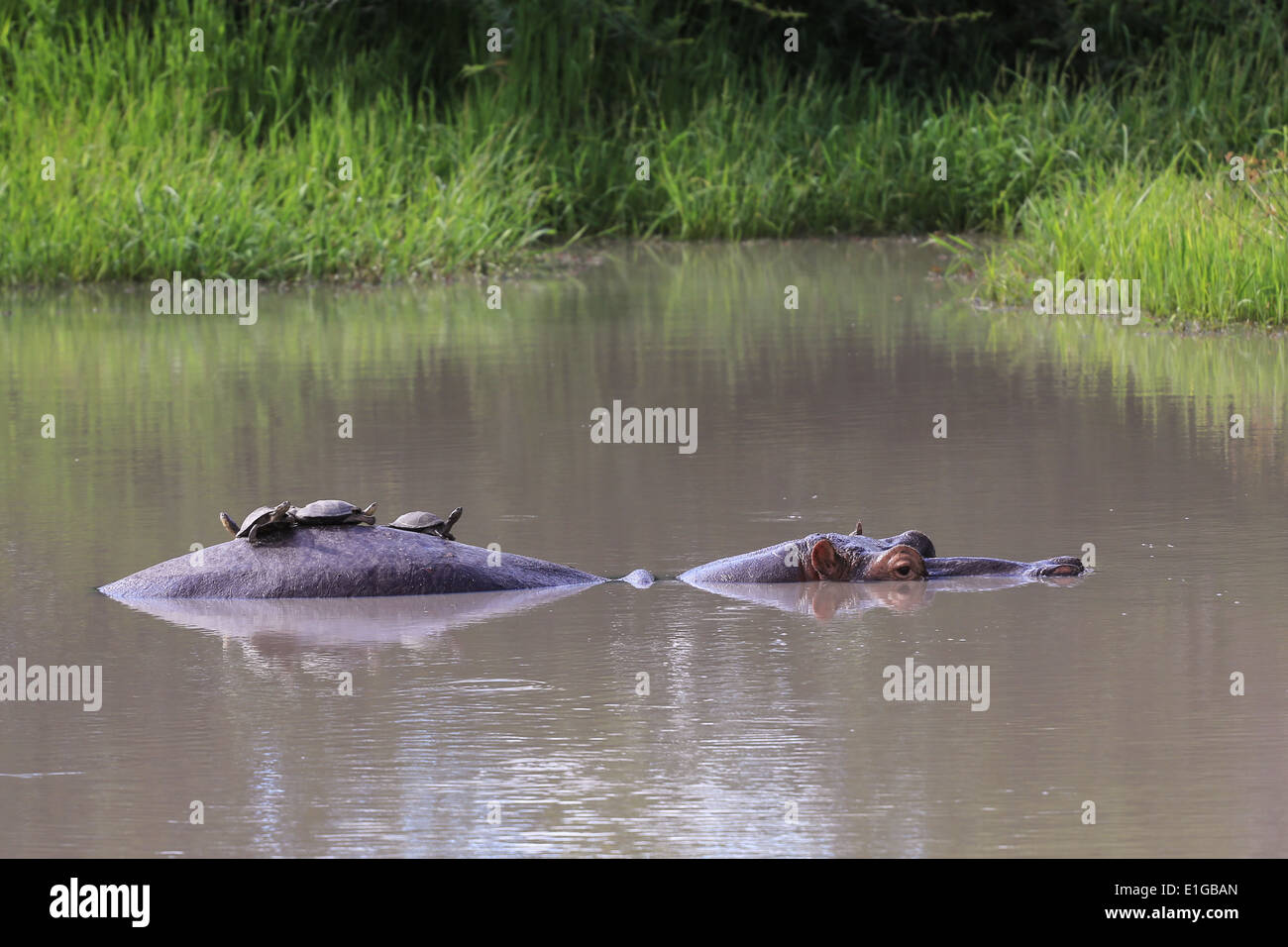 Hippopotamus and turtle hi-res stock photography and images - Alamy