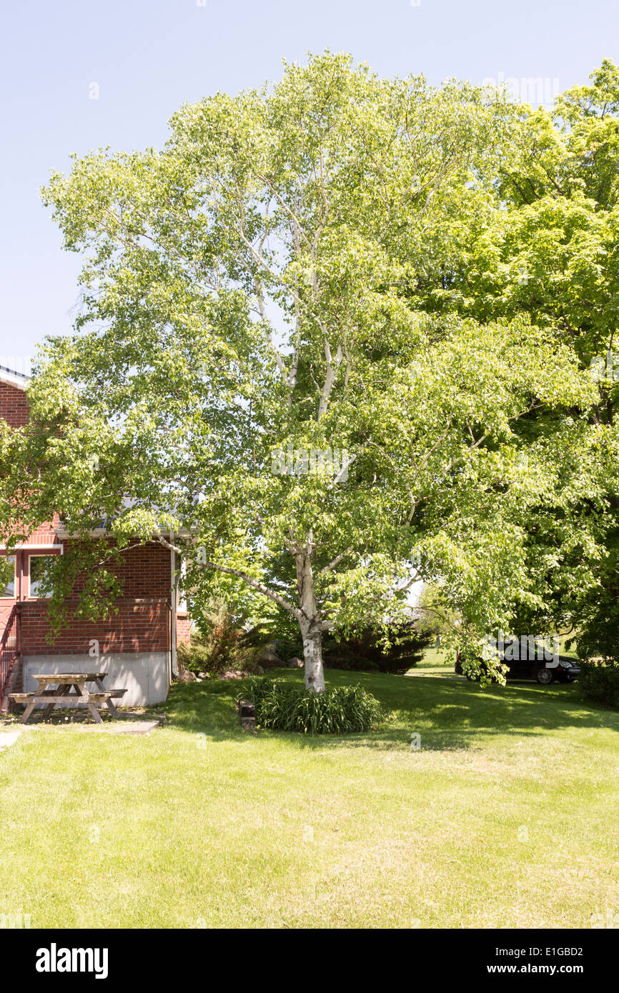 Paper Birch Tree High Resolution Stock Photography and Images - Alamy