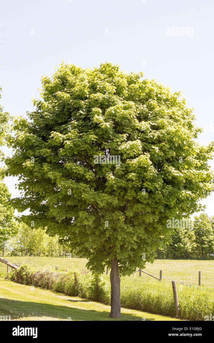 Lone maple tree hi-res stock photography and images - Alamy