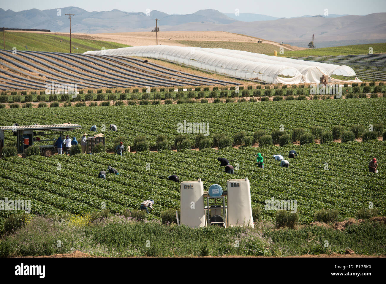 United Farm Workers Mexican High Resolution Stock Photography and ...