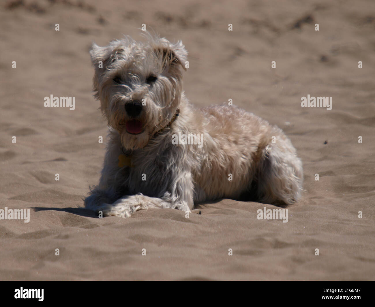 Small scruffy white dog on the beach, Devon, UK Stock Photo - Alamy