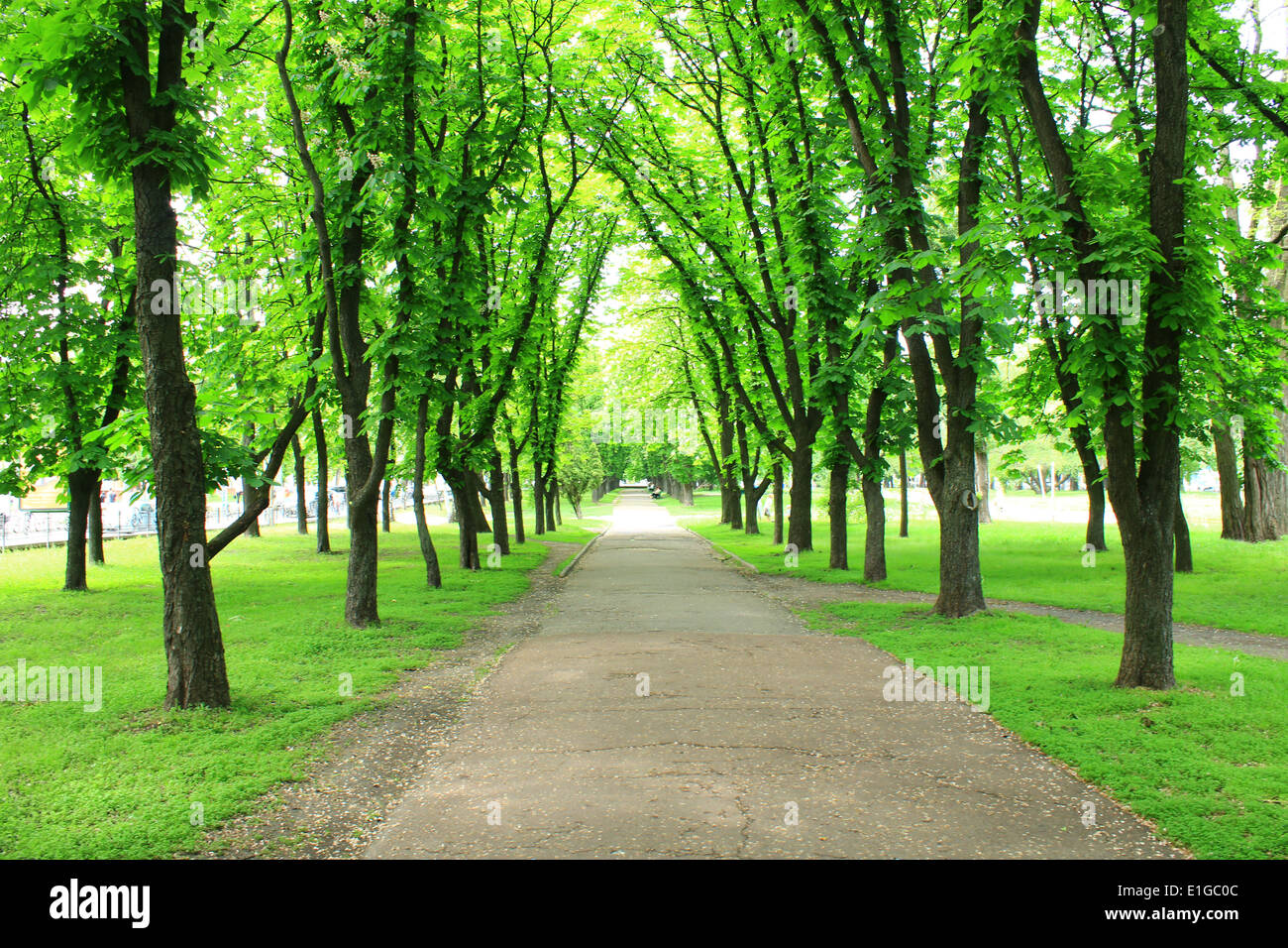 Beautiful city park with path and green trees Stock Photo - Alamy