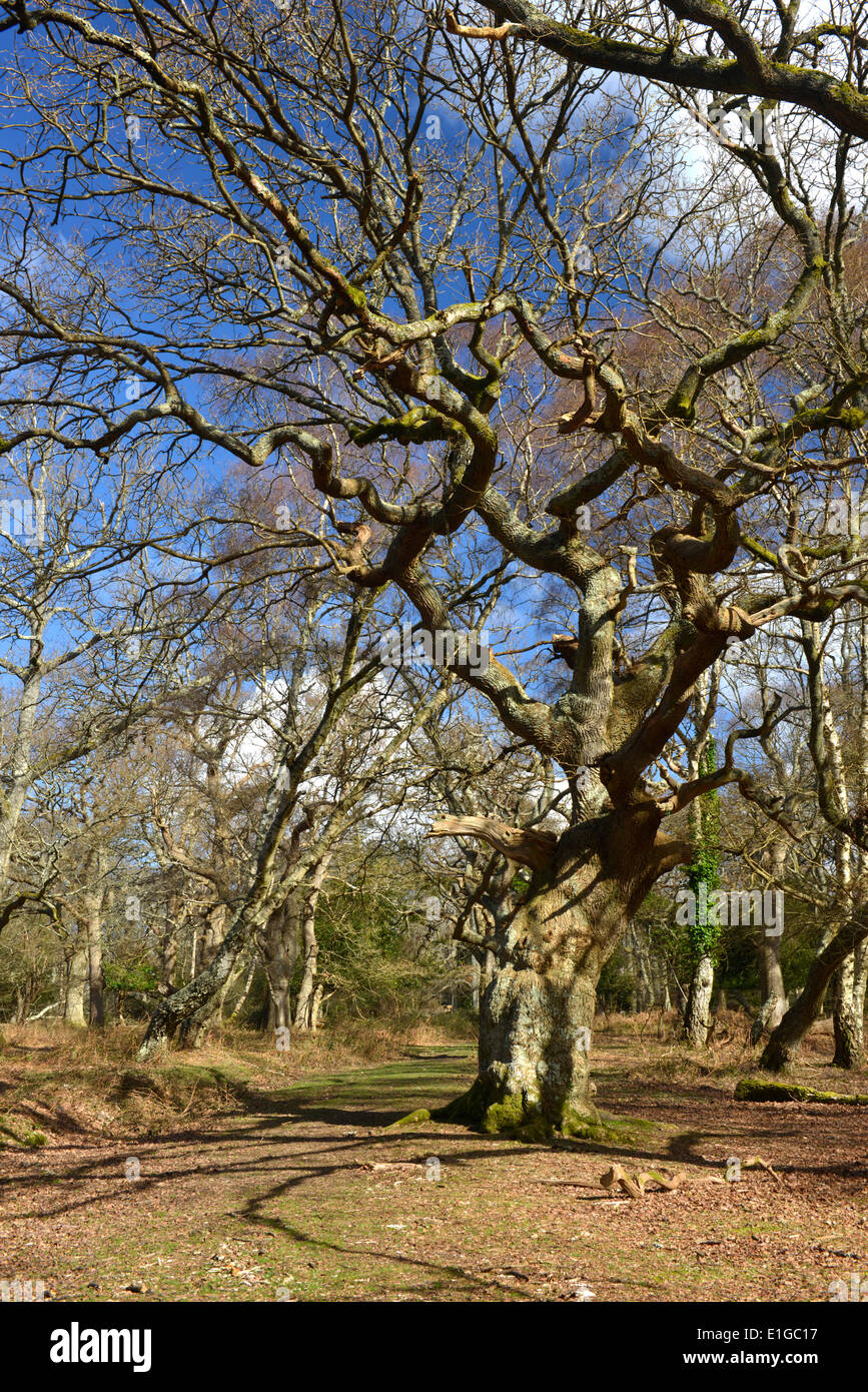 Ancient Oak, Matley Wood, New Forest National Park near Lyndhurst ...