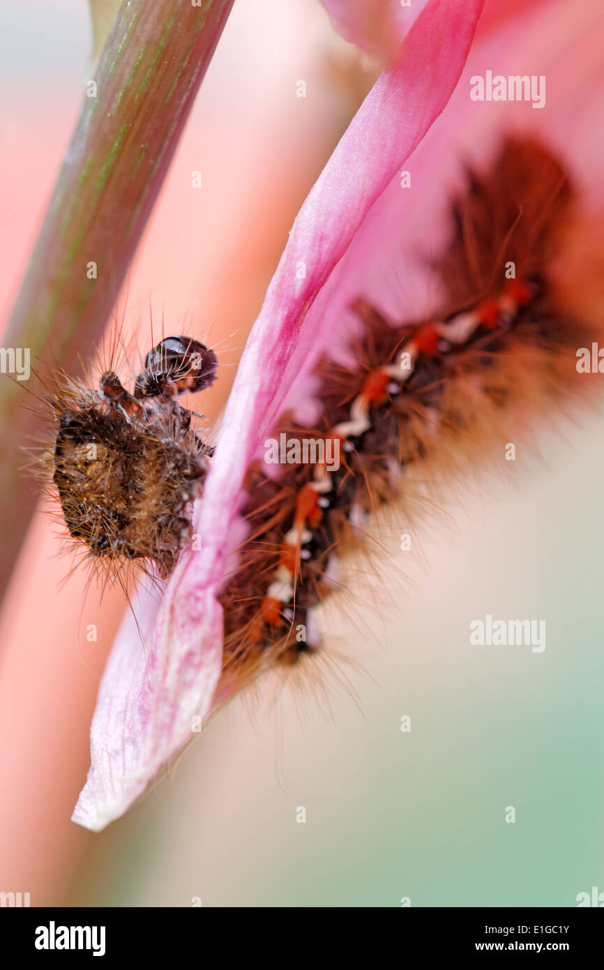 Larvae and the shed skin of the Knot grass moth (Acronicta rumicis ...