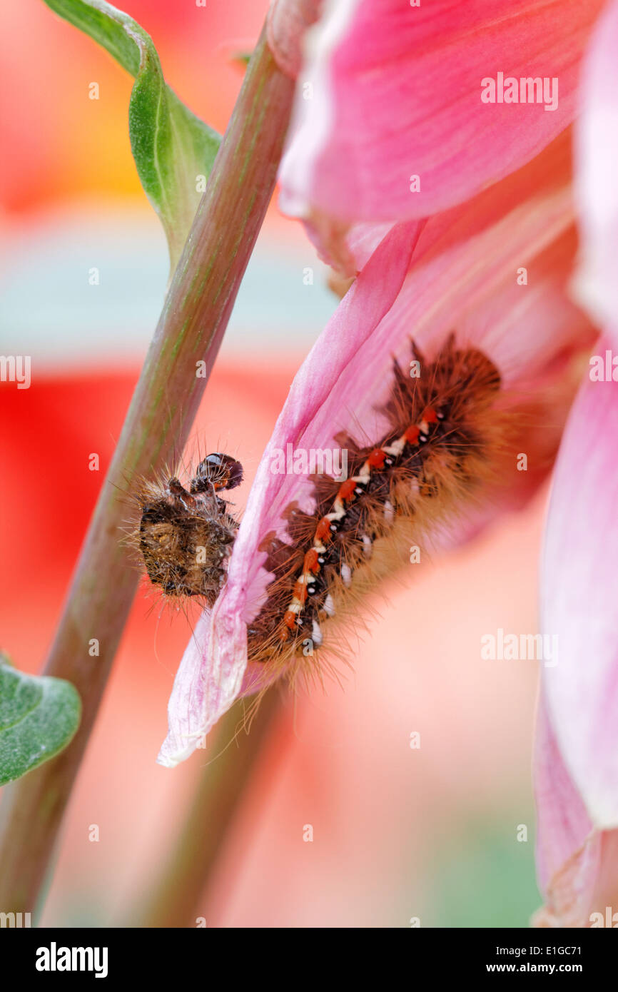 Larvae and he shed skin of the Knot grass moth (Acronicta rumicis Stock ...