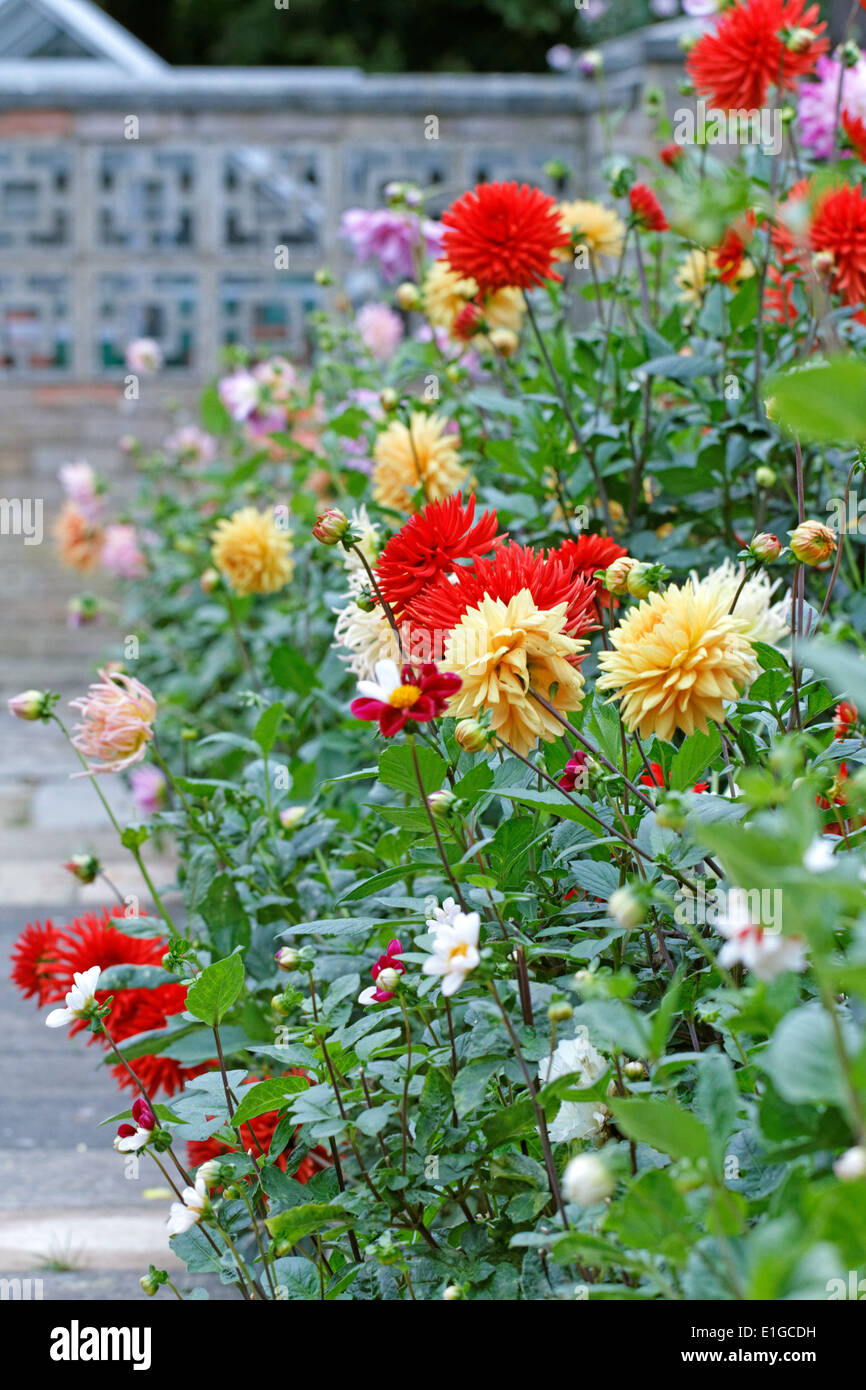 Dahlia border hi-res stock photography and images - Alamy