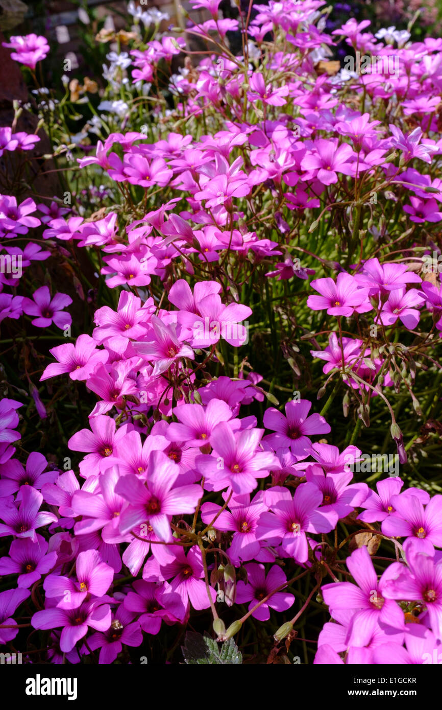 Pink oxalis hi-res stock photography and images - Alamy