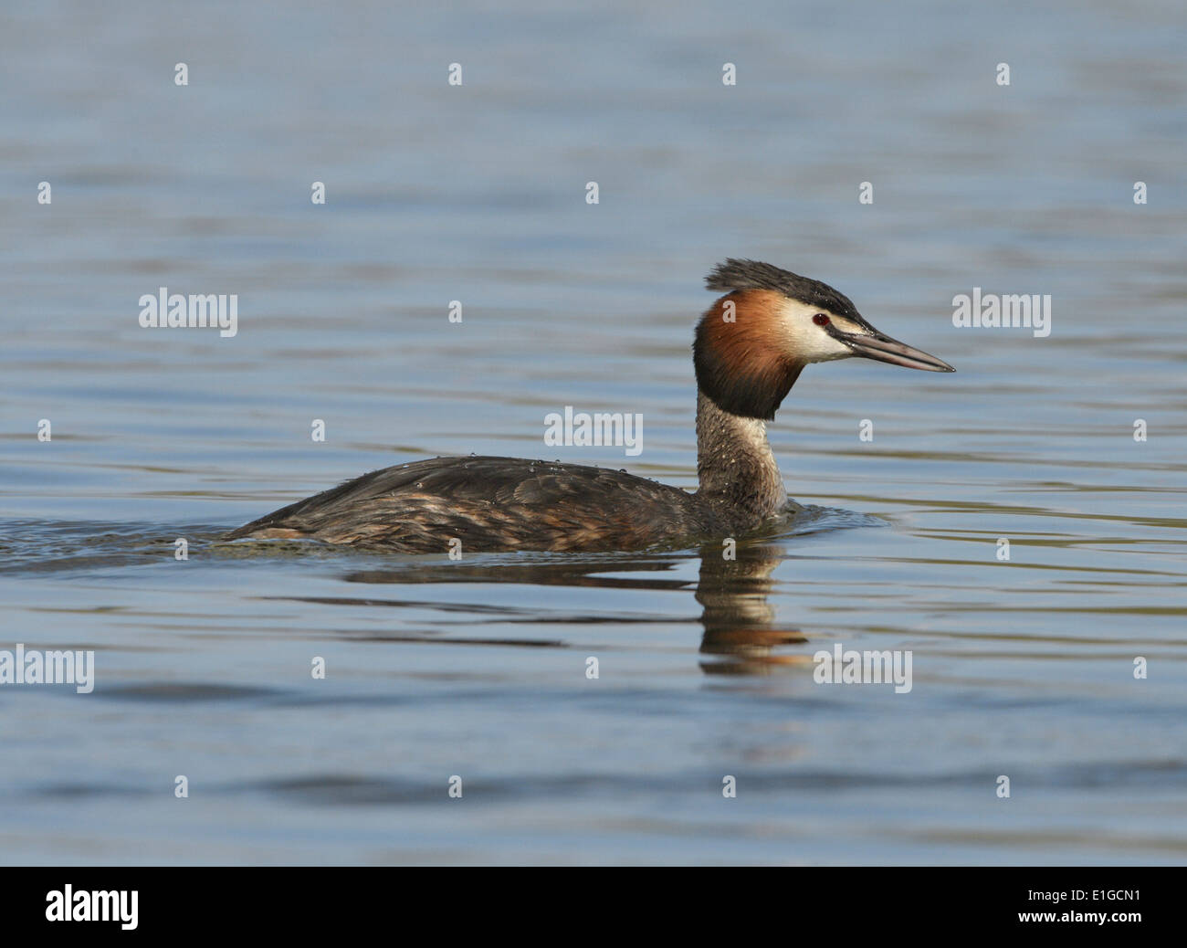 Great crested grebe hi-res stock photography and images - Alamy