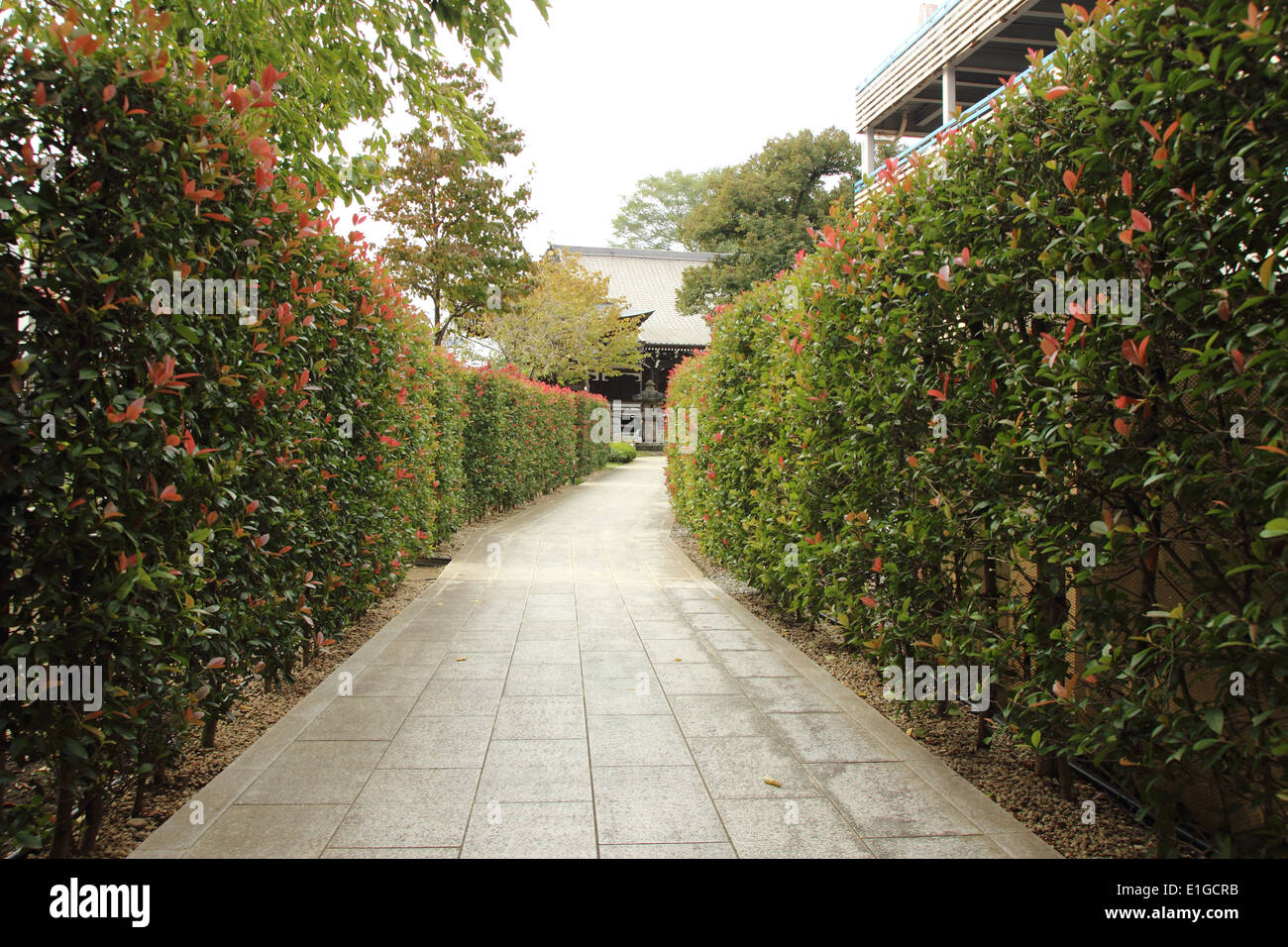 pathway with tree both side Stock Photo - Alamy