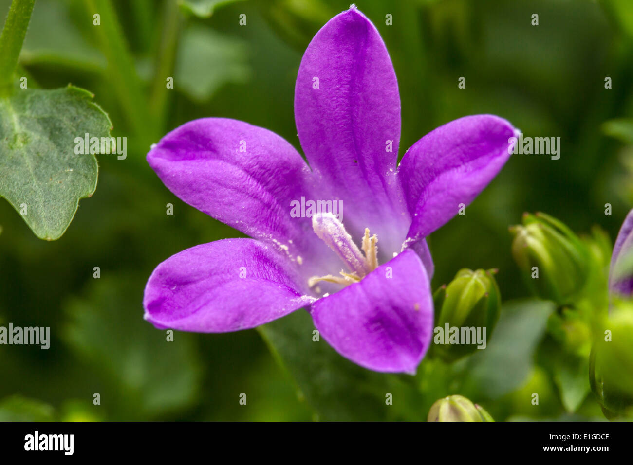 Purple Wildflowers Names