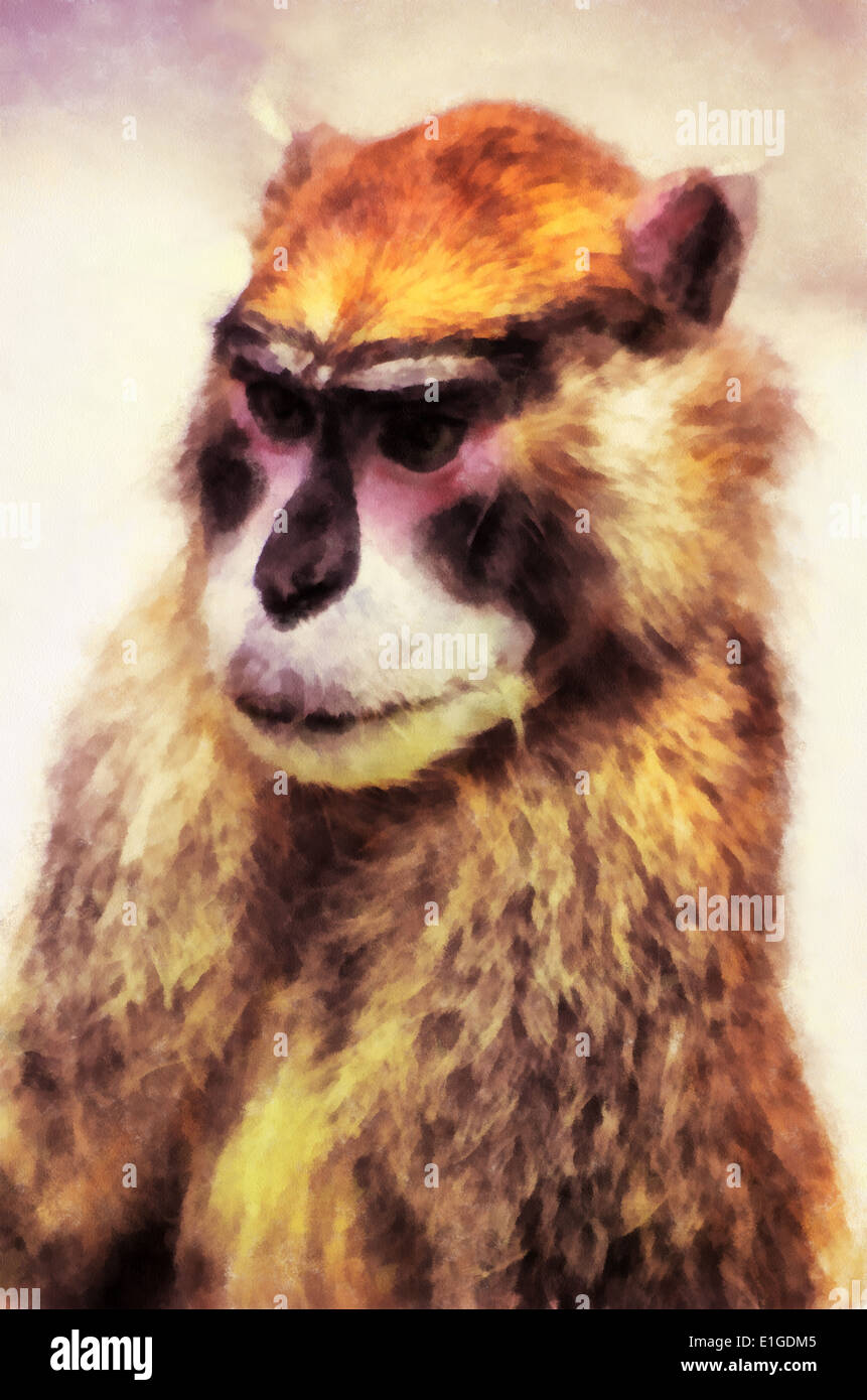 Hussar monkey (Latin Erythrocebus patas) - species of monkeys family ...