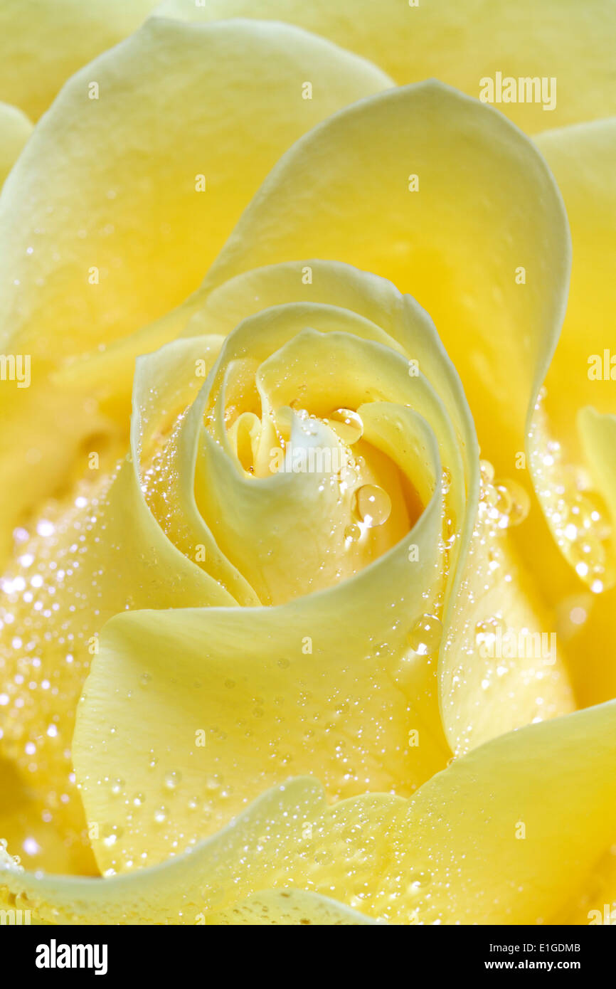 Yellow water rose hi-res stock photography and images - Alamy