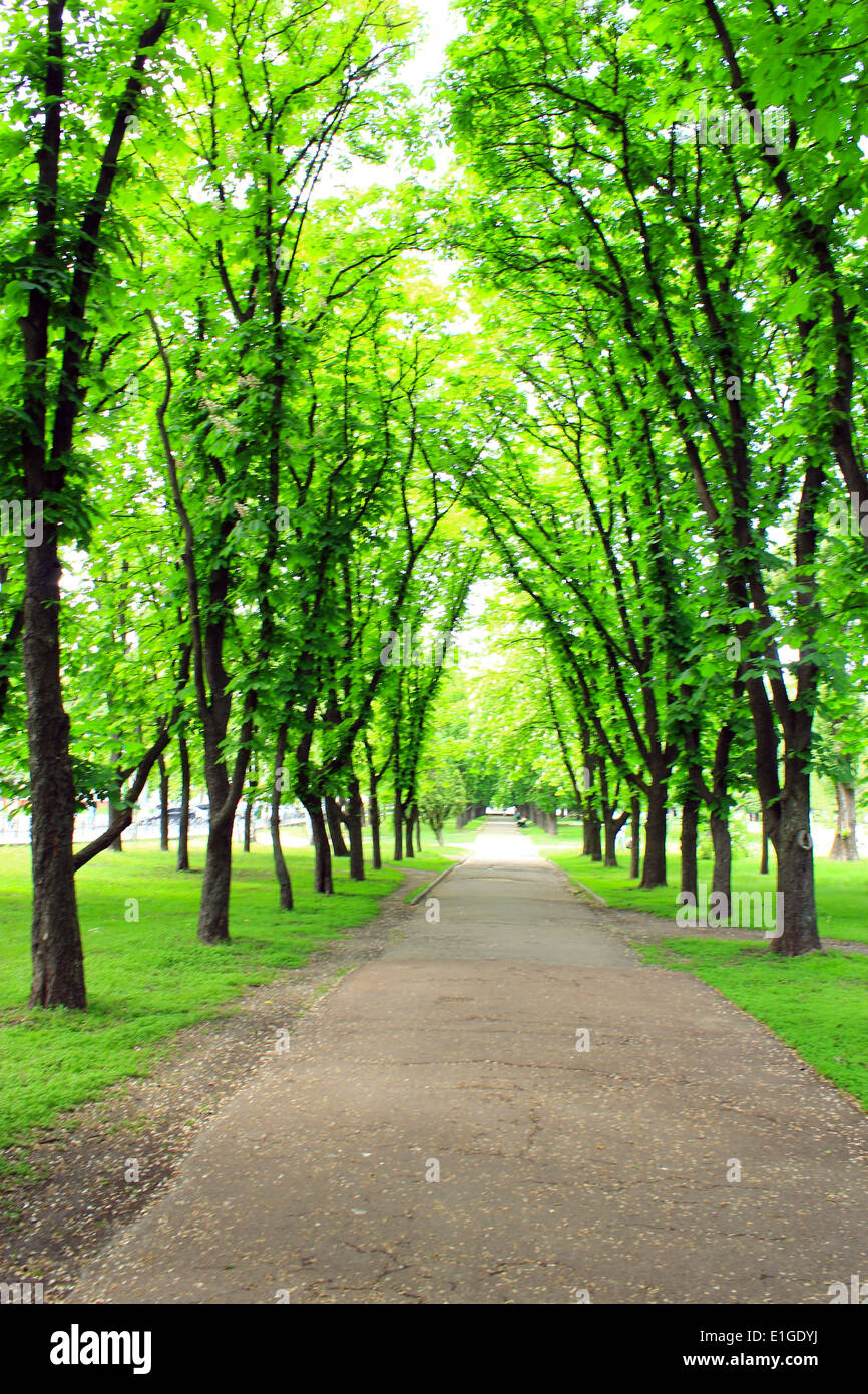 Beautiful city park with path and green trees Stock Photo - Alamy