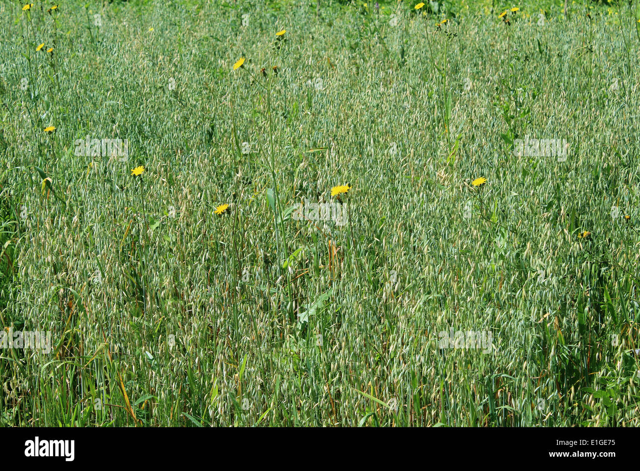 Yellow oats hi-res stock photography and images - Alamy