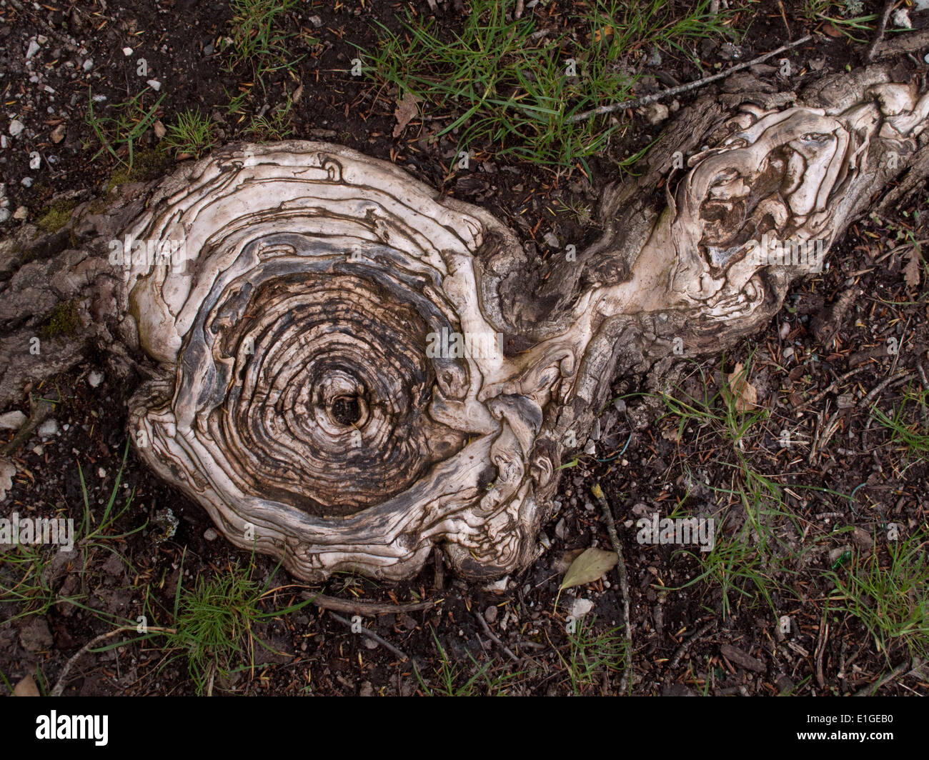 Worn out stump of a tree root Stock Photo - Alamy