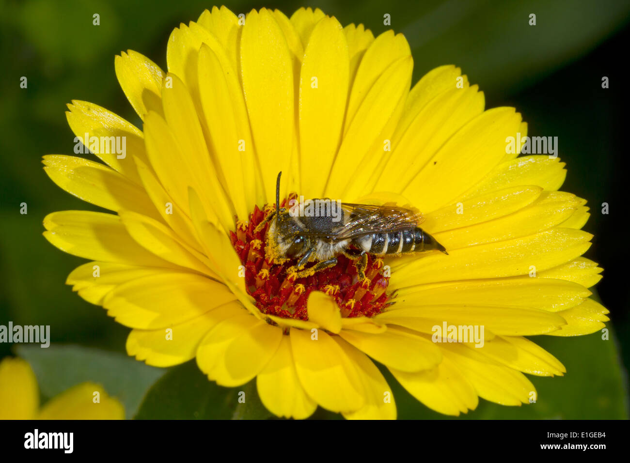 Coelioxys elongata - female. A solitary bee parasitic on Megachile ...