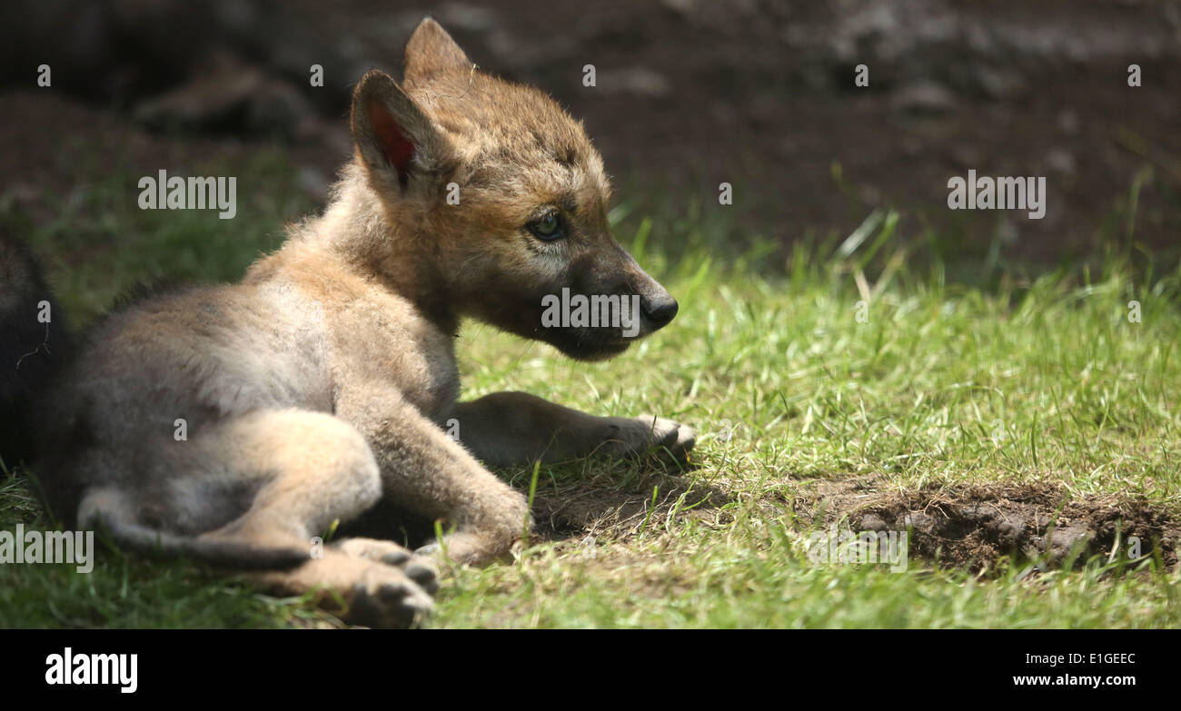 Shenyang, China's Liaoning Province. 4th June, 2014. A wolf cub lies on ...