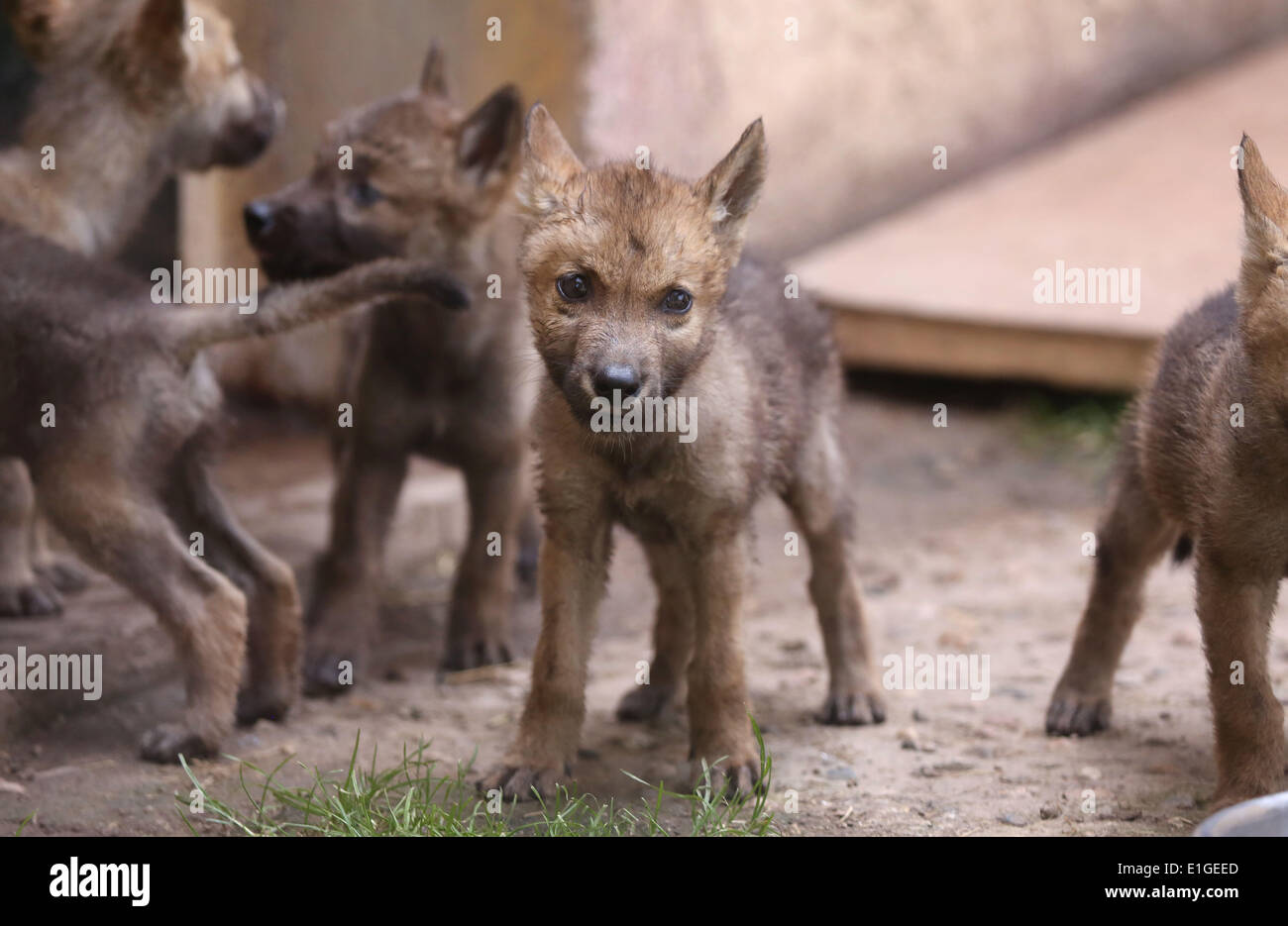 Shenyang, China's Liaoning Province. 4th June, 2014. Wolf cubs play at ...