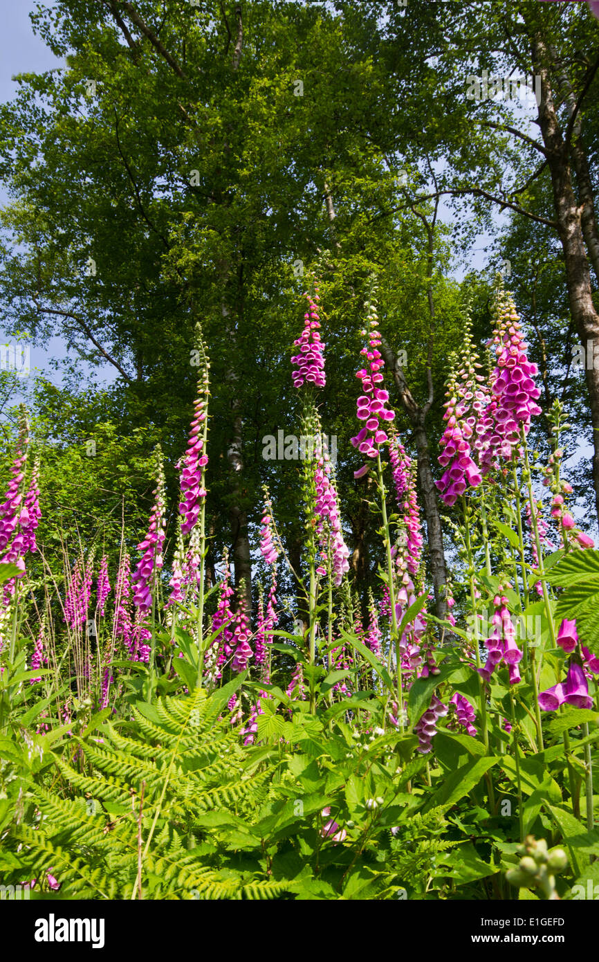 A field with white and purple Foxgloves Stock Photo - Alamy