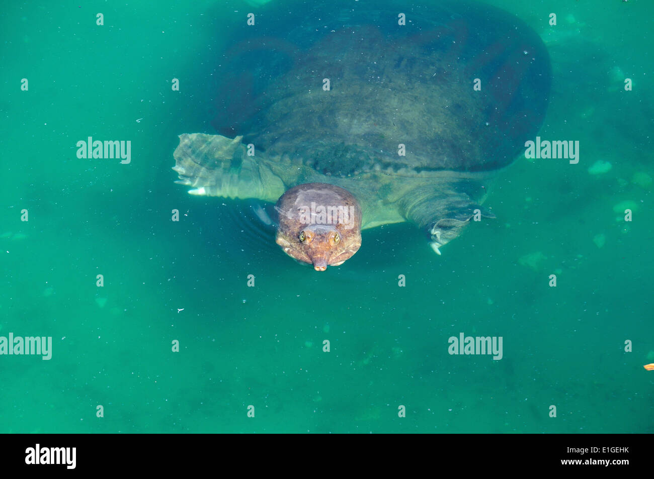 Florida Softshell Turtle High Resolution Stock Photography and Images ...