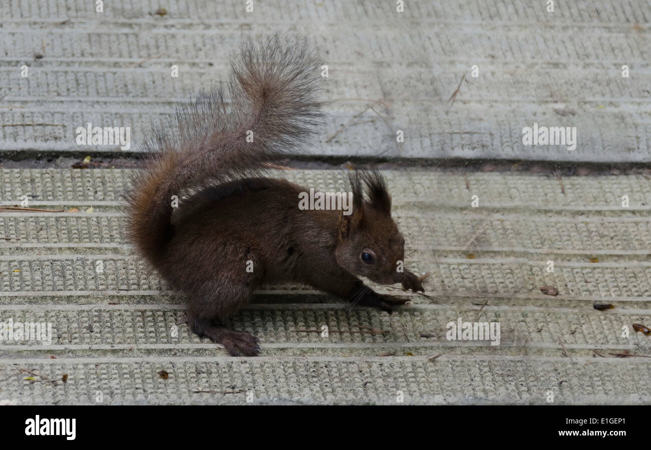 Squirrel hair hi-res stock photography and images - Alamy