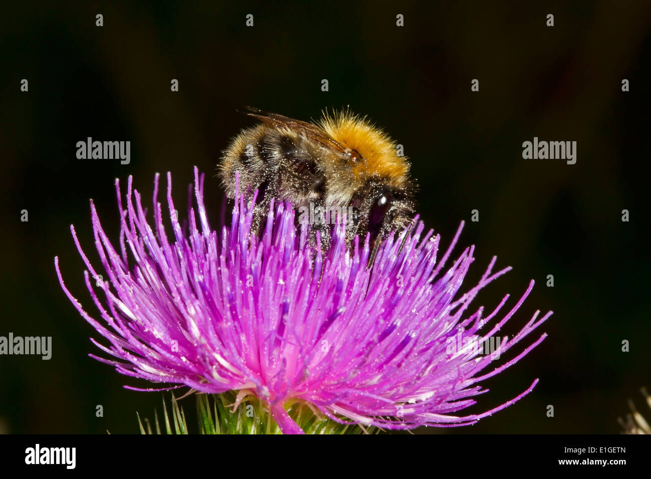 Common Carder Bee - Bombus pascuorum on Spear Thistle Stock Photo - Alamy