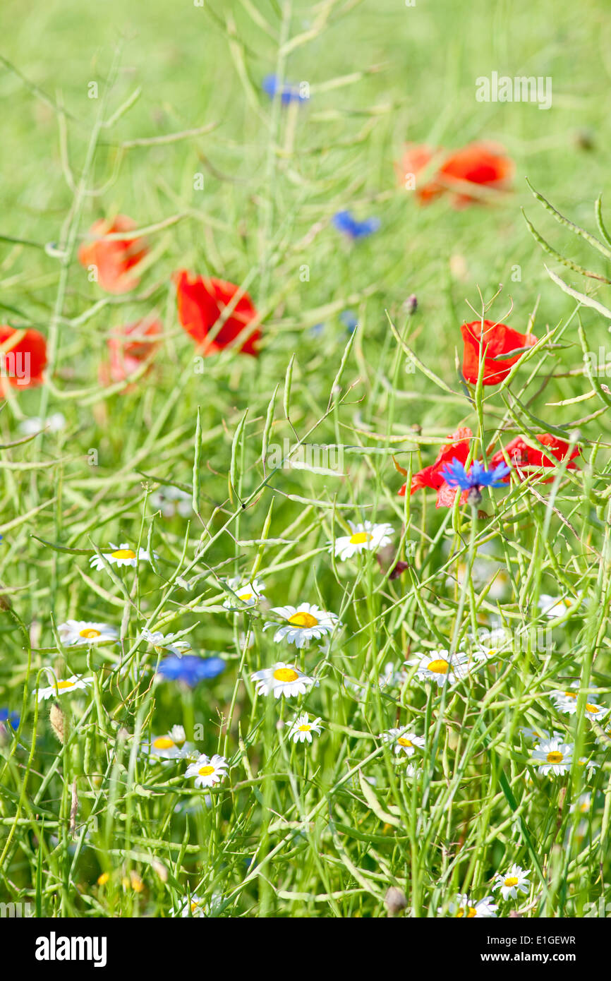 Wild Flowers on the Meadow at Spring Stock Photo - Alamy